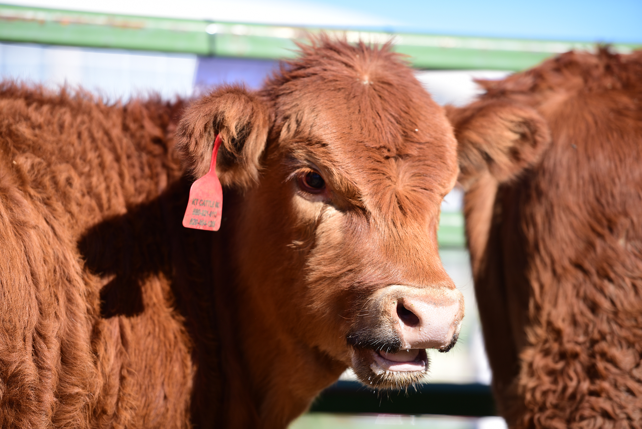 Livestock Show Results - Arizona National Livestock Show